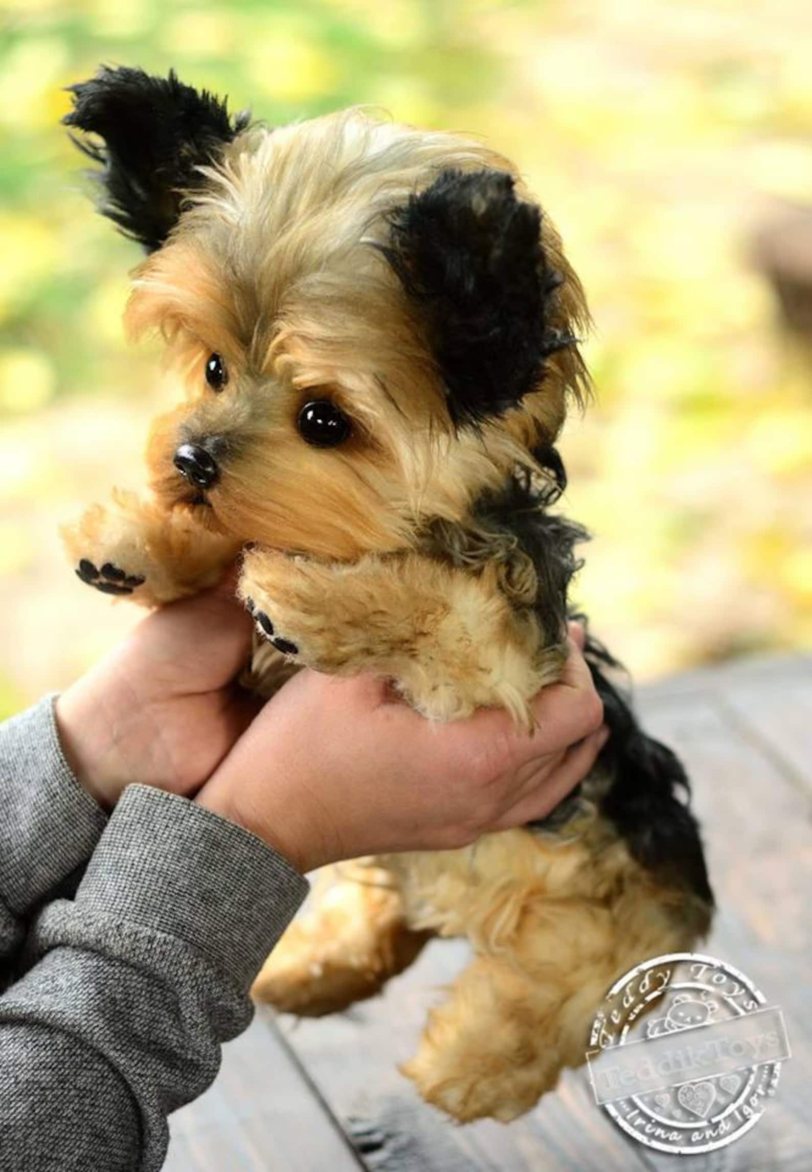 Puppy York Jemmy (make to Order) Portrait Pet , Handmade Animal by ...