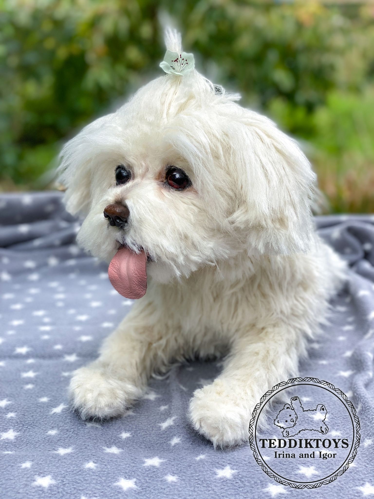 Maltese Adult Dogs