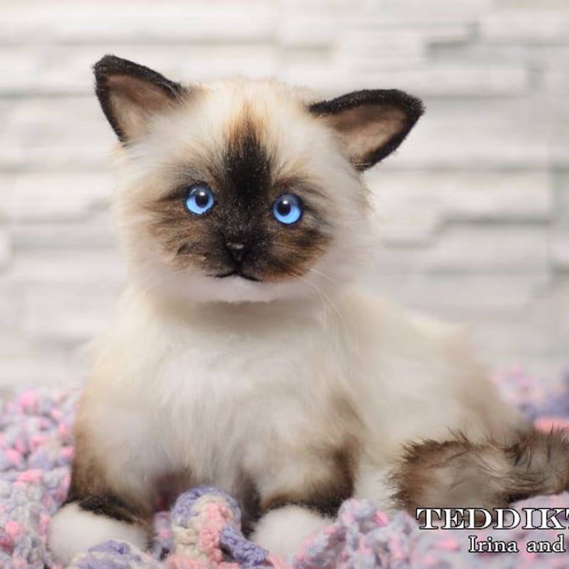 Realistic Cat Custom Plush - Etsy