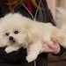 Realistic Shih Tzu Teddy Dog Plush Toy - Handmade Portrait Artisan ...