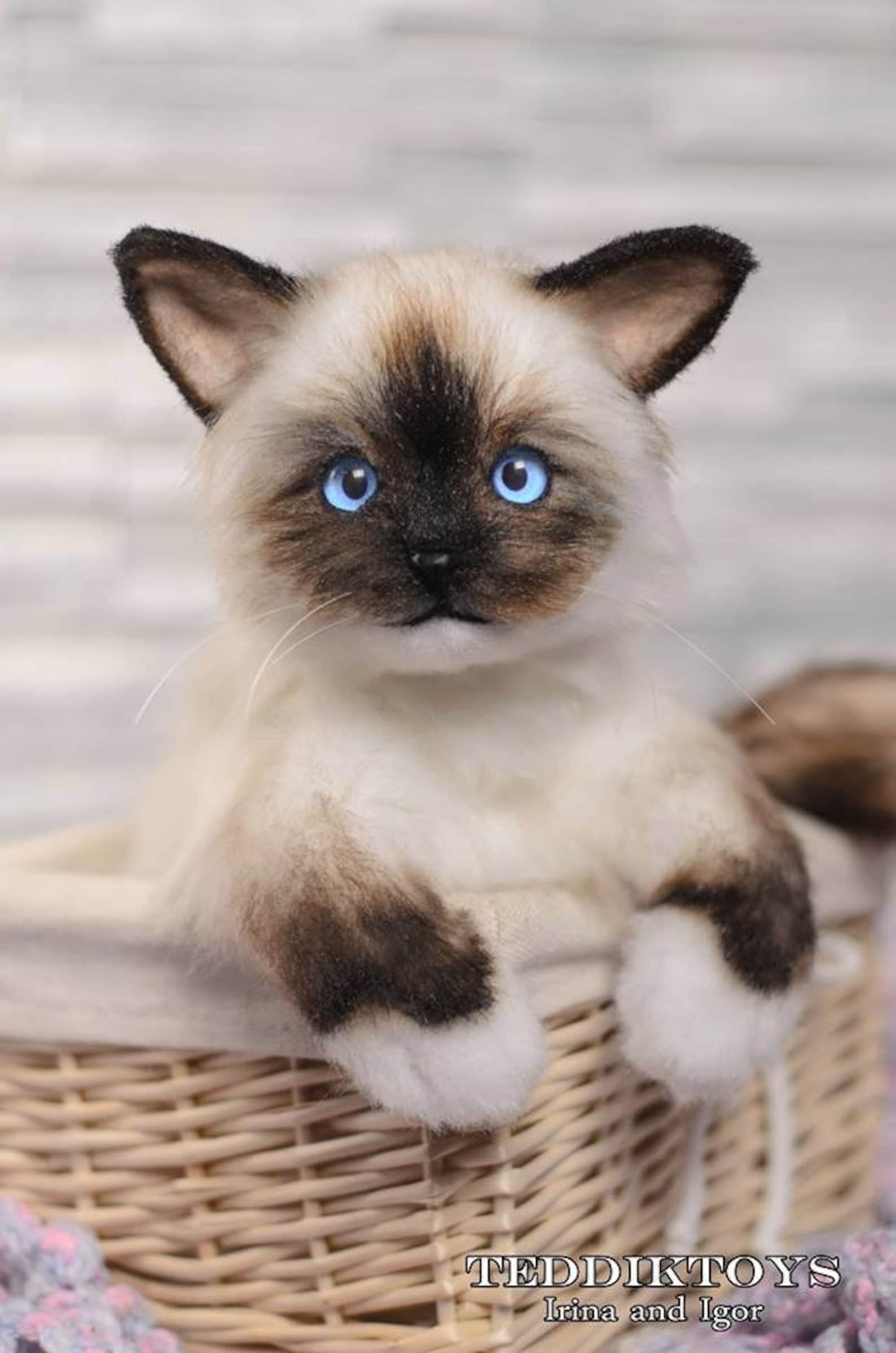 Custom. Realistic Toy Cat. Collectible Animal. - Etsy