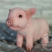 Handmade Pig Toy Pig Custom Order - Etsy