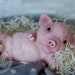 Handmade Pig Toy Pig Custom Order - Etsy