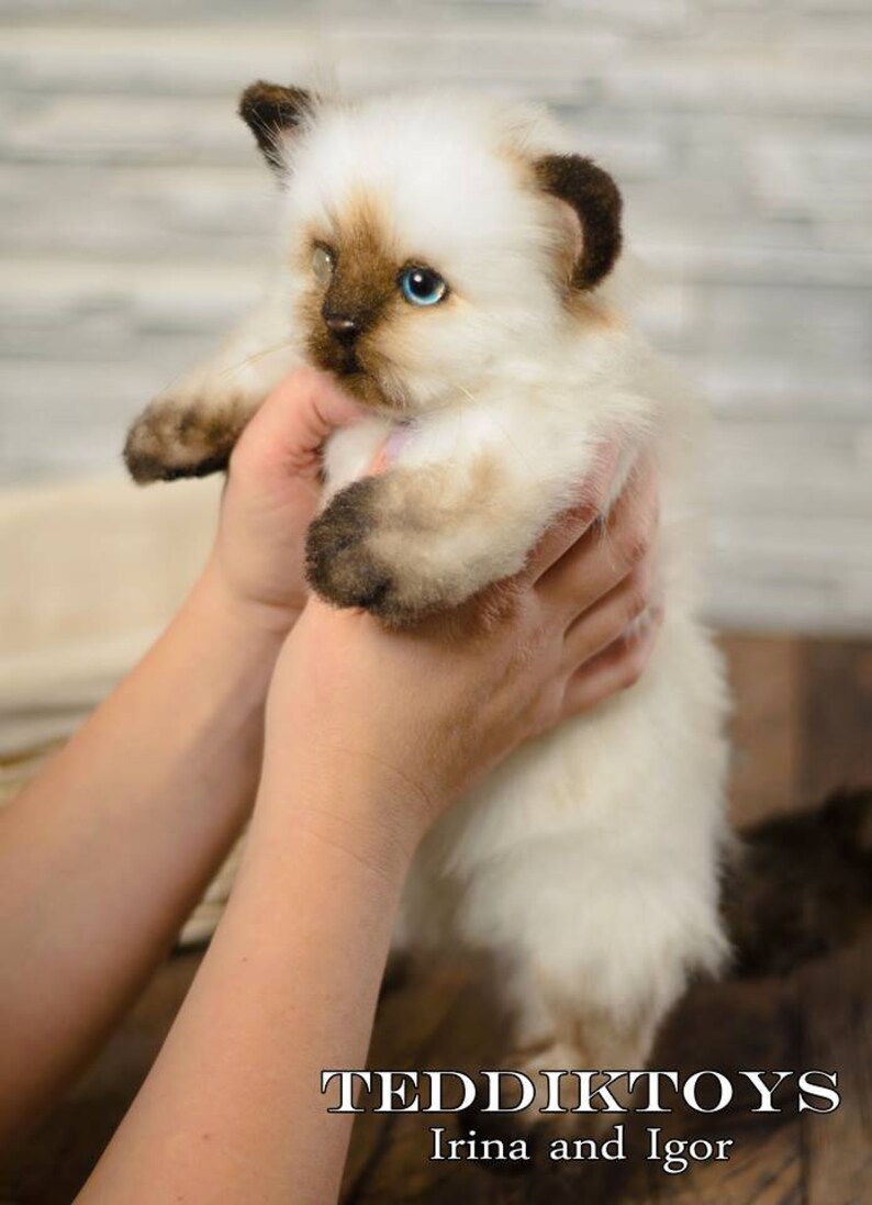 Kitten Asik make to Order cat Cat Teddy Teddy Kitten - Etsy