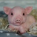 Handmade Pig Toy Pig Custom Order - Etsy