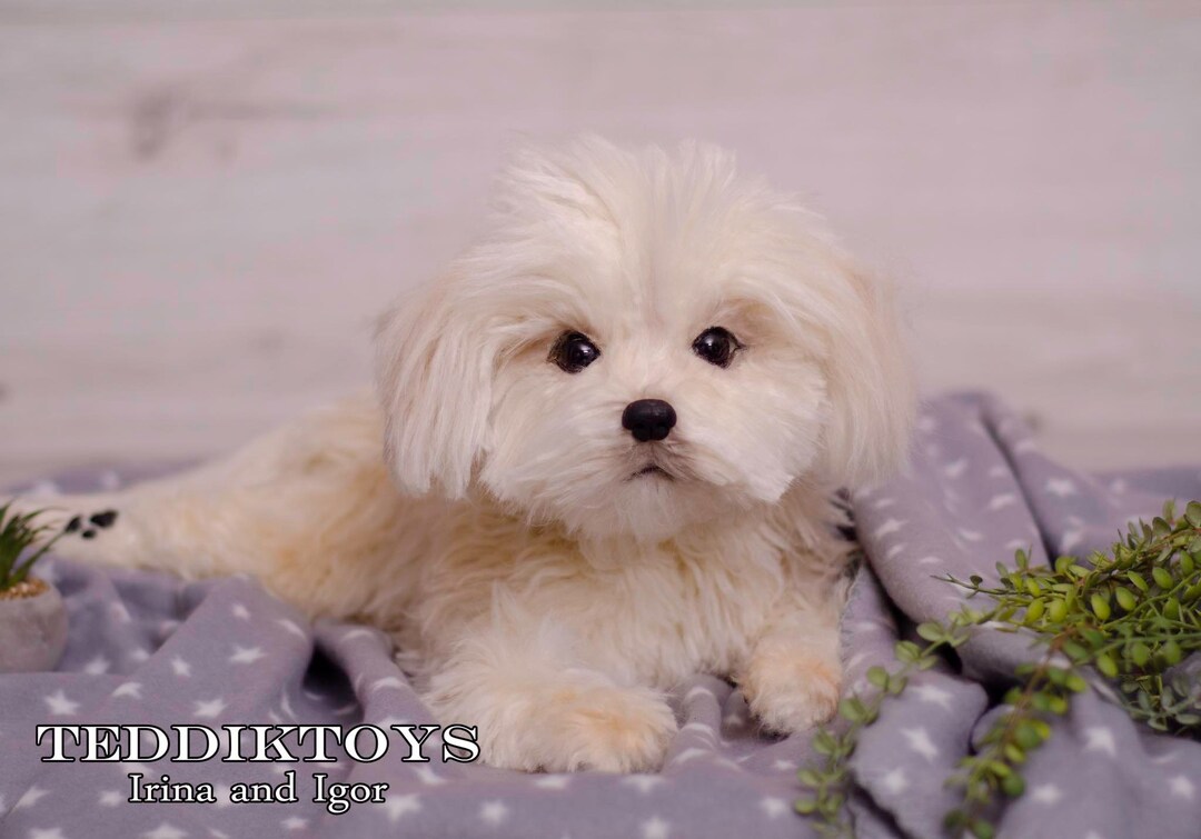 Handmade Shih Tzu Plush Toy: Realistic Puppy, Portrait Pet (made to ...