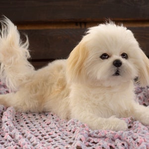 Realistic Shih Tzu Teddy Dog Plush Toy - Handmade Portrait Artisan ...