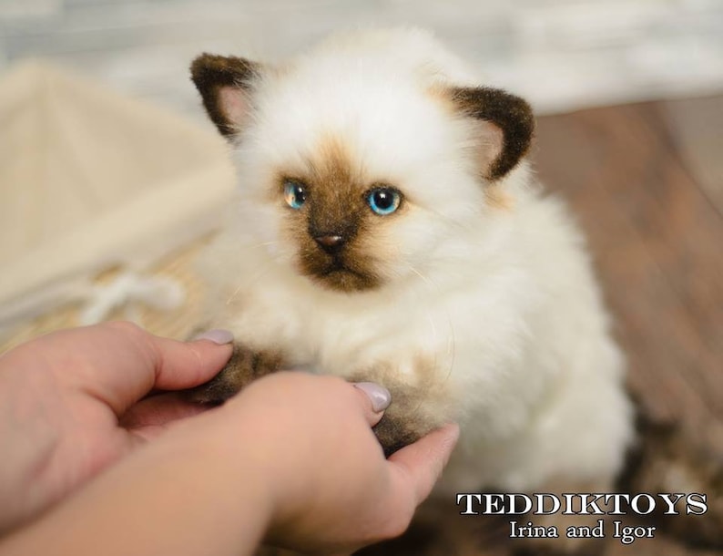 Kitten Asik make to Order cat Cat Teddy Teddy Kitten - Etsy