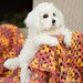 Handmade Realistic Poodle Puppy Plush: Custom Dog Portrait Soft ...