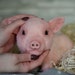 Handmade Pig Toy Pig Custom Order - Etsy