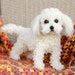 Handmade Realistic Poodle Puppy Plush: Custom Dog Portrait Soft ...