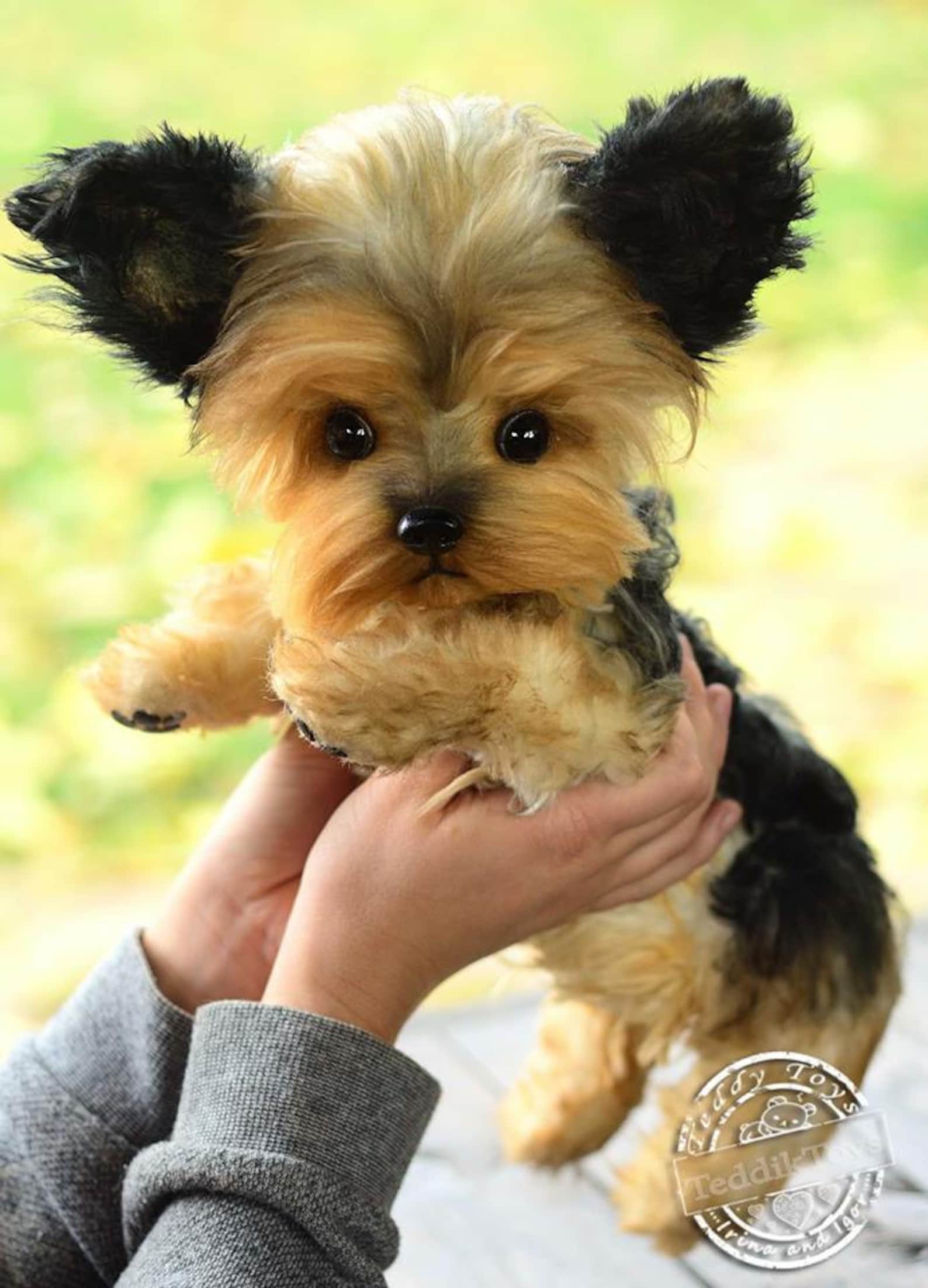 Puppy York Jemmy (make to Order) Portrait Pet , Handmade Animal by ...