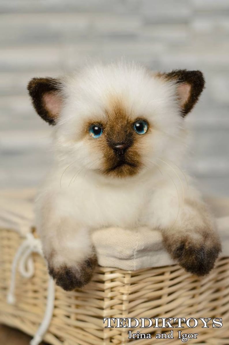 Kitten Asik make to Order cat Cat Teddy Teddy Kitten - Etsy