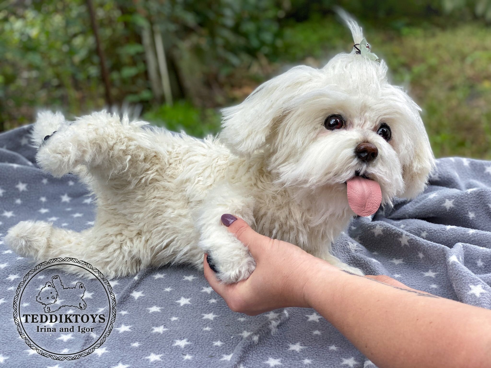 Maltese Full Grown