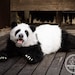 Panda Xiao Mo Handmade Plush Collectible Stuffed Toy Teddy Bear Big ...