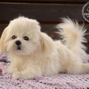 Realistic Shih Tzu Teddy Dog Plush Toy - Handmade Portrait Artisan ...