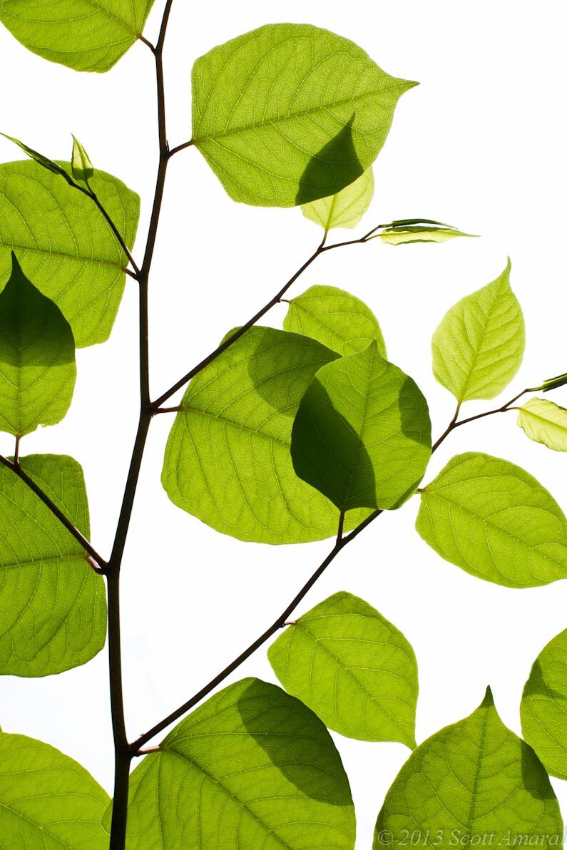 Leaf Photography Digital Download, "may Leaves" Spring Leaves, Green ...