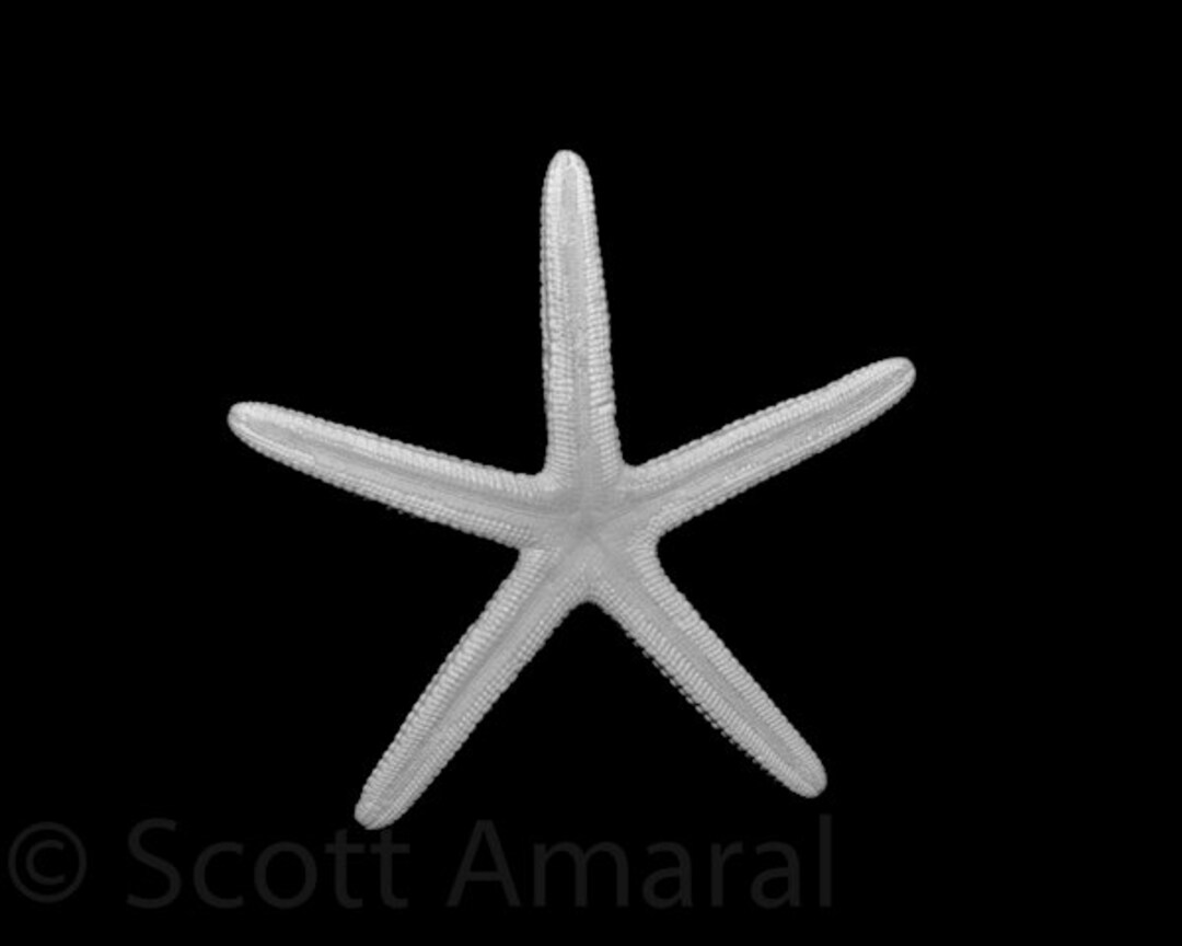 Sea Star, Starfish Photograph, Still Life, Coastal, Shell Photo - Etsy