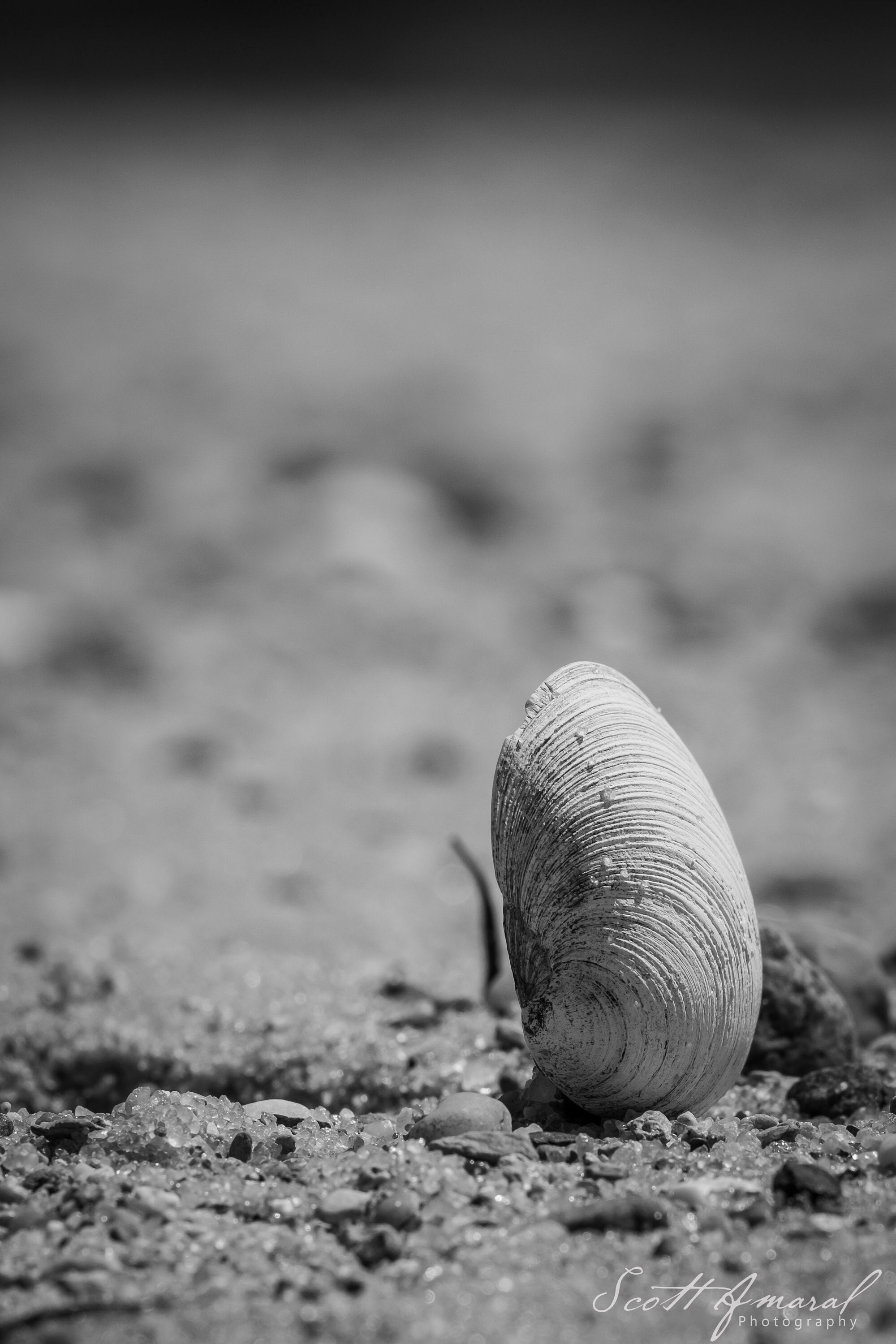Black And White Seashell Photography