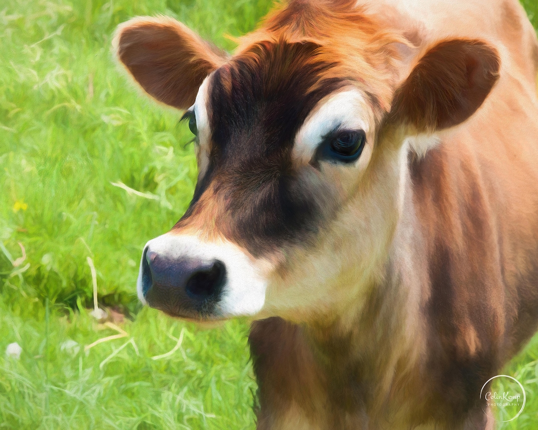 Jersey Cow Photo-based Art Print, Cow Wall Art - Etsy