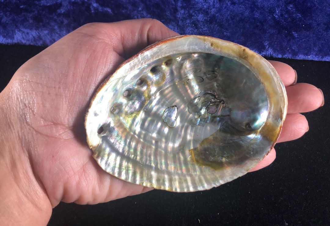 Small Rainbow Abalone Shell: Smudge Stick or Resin Burner (3-4 Inch) - Etsy
