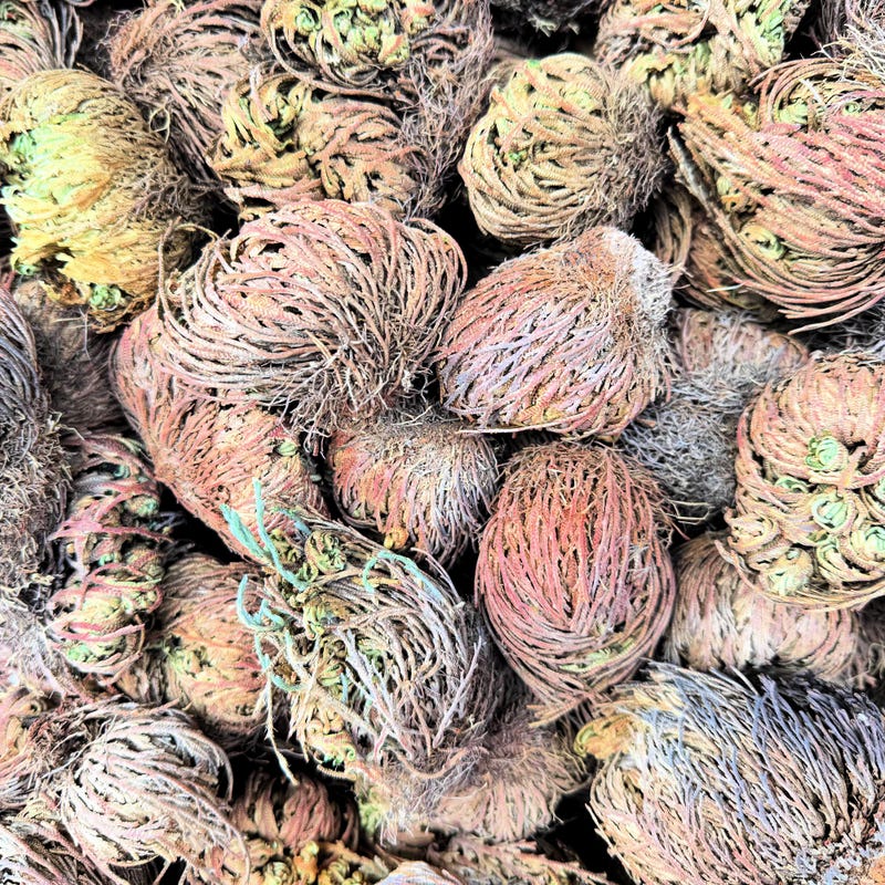 Rose of Jericho - Etsy
