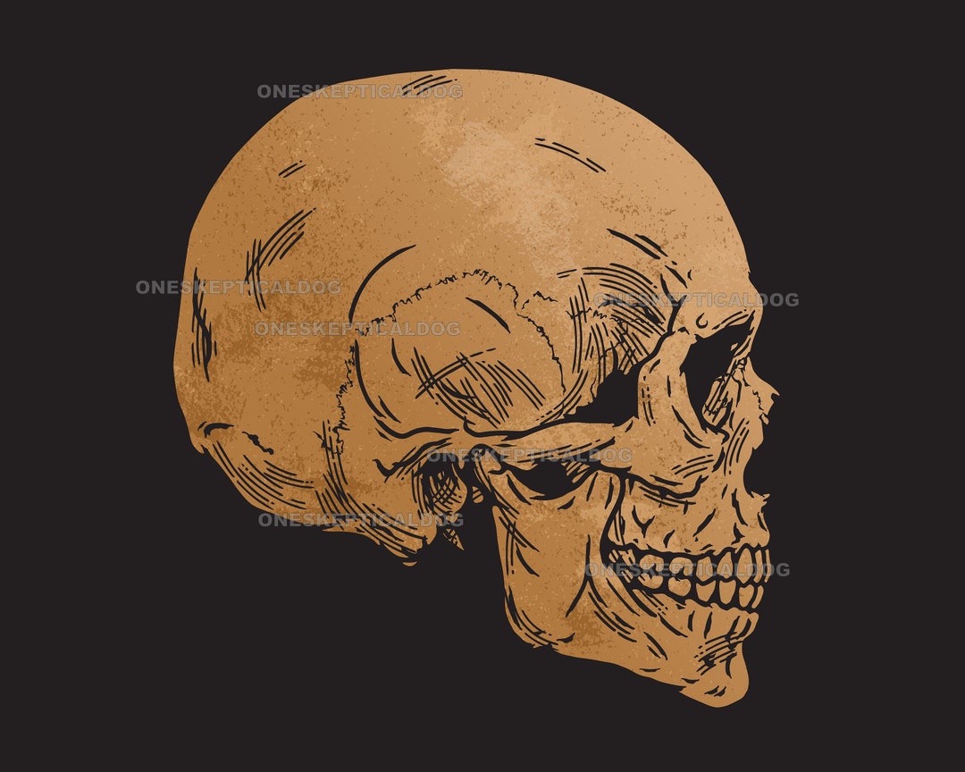 Skull, Skeleton Head, Vector Illustration, Clipart, EPS SVG PNG - Etsy