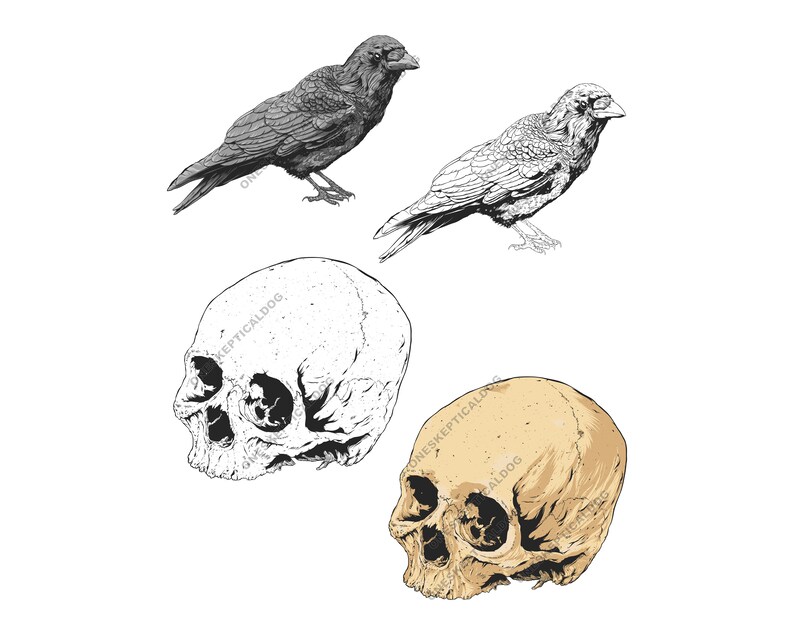 Crow Over Skull, Vector Illustration. Separated Elements as Option ...