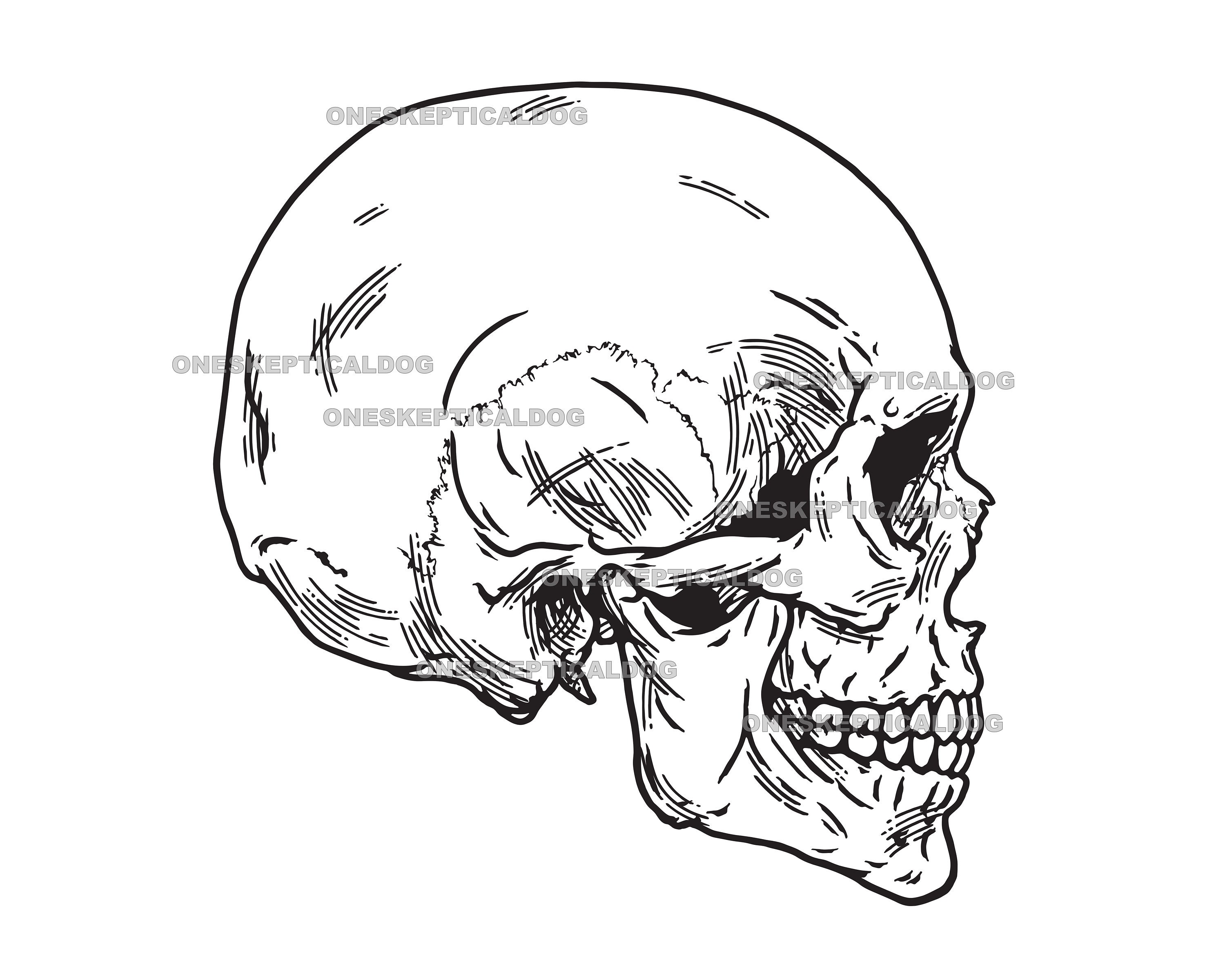 Skull, Skeleton Head, Vector Illustration, Clipart, EPS SVG PNG - Etsy