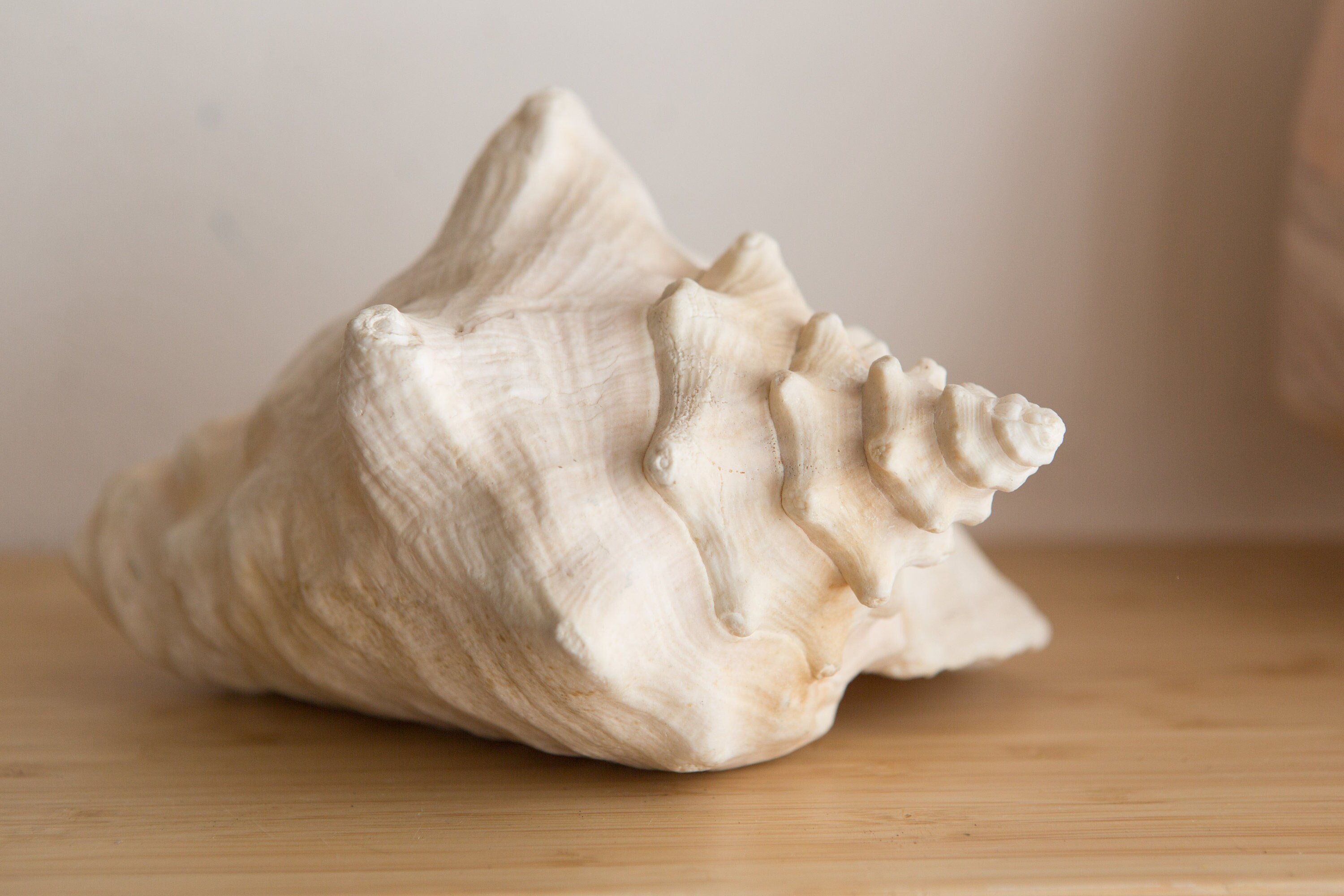Vintage Conch Shell - Beach Ocean Nautical Decor - Tropical Hawaiian ...