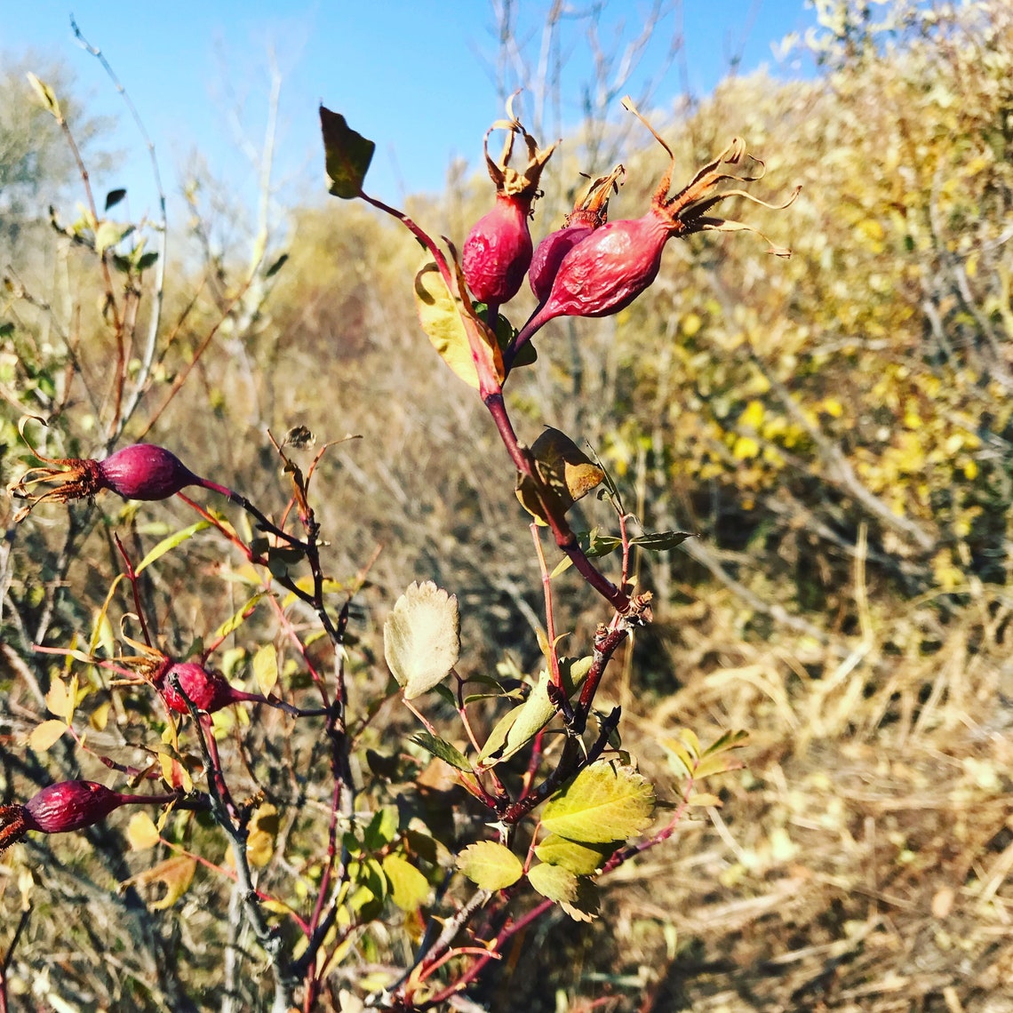 Wild Rose Hips 8 Oz Free Shipping - Etsy