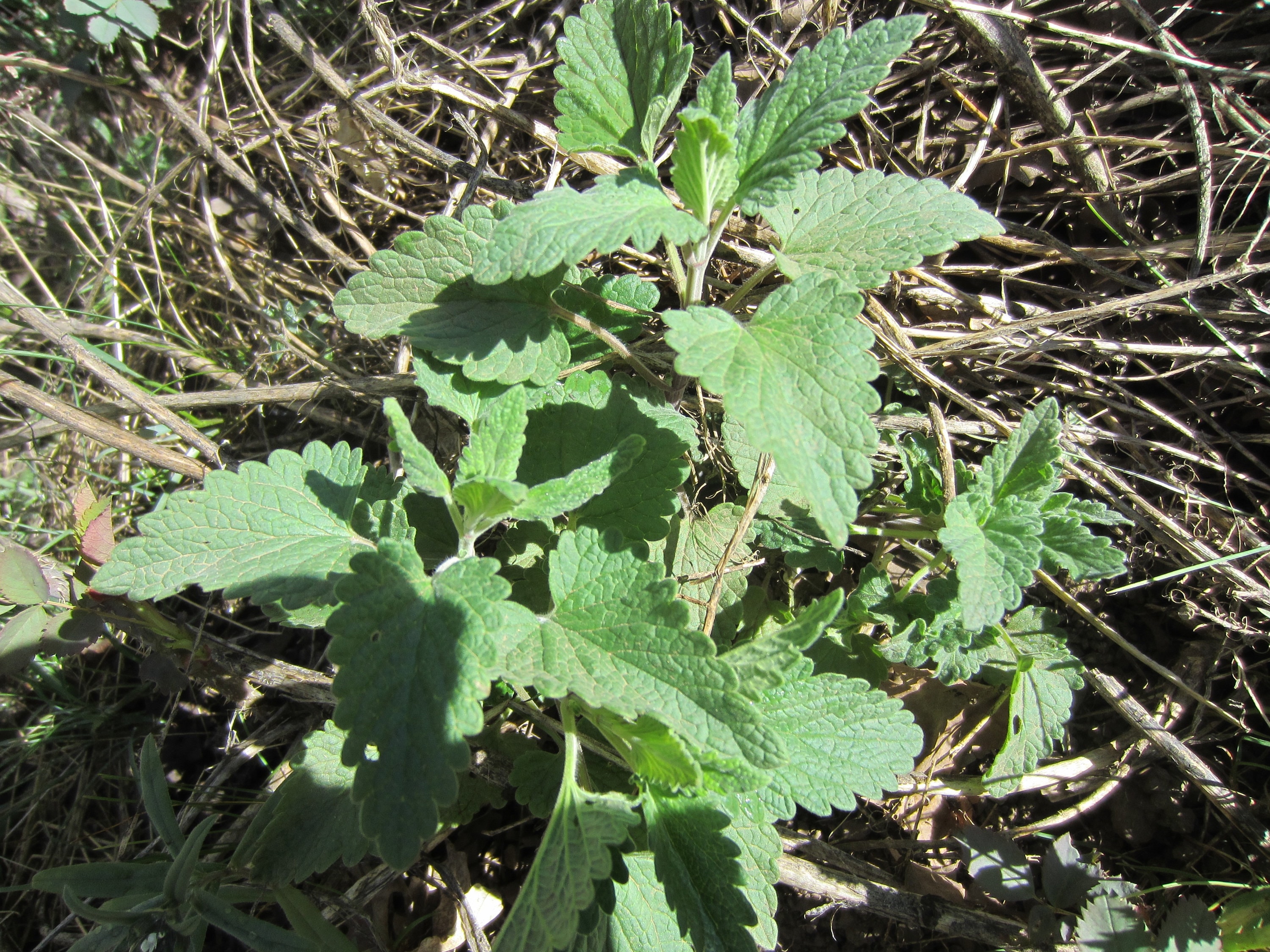 Wild Catnip Plant