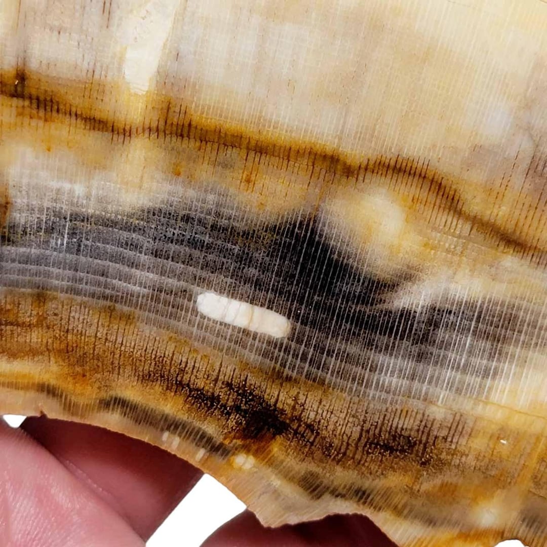 RARE Wood Larvae Hole Badger Pocket Sycamore Petrified Wood Lapidary ...