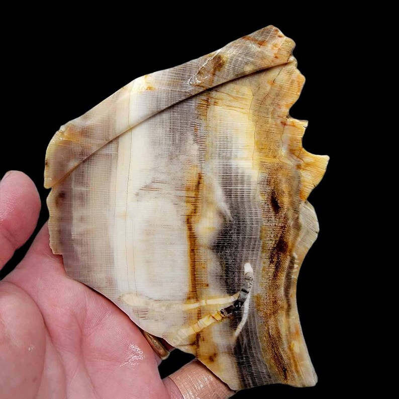 RARE Wood Larvae Badger Pocket Sycamore Petrified Wood - Etsy