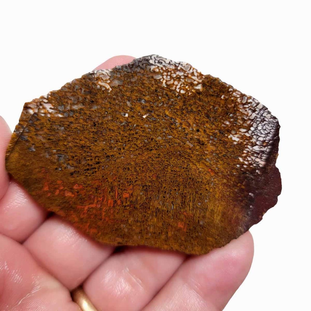 Gem Dinosaur Bone Fossil Dino Bone Lapidary Stone Slab - Etsy