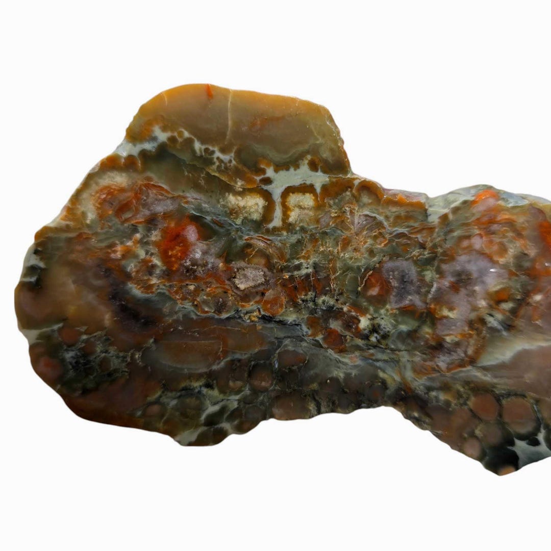 Coprolite Fossil Dinosaur Poo Slab Lapidary Stone Slice Cut Rock - Etsy