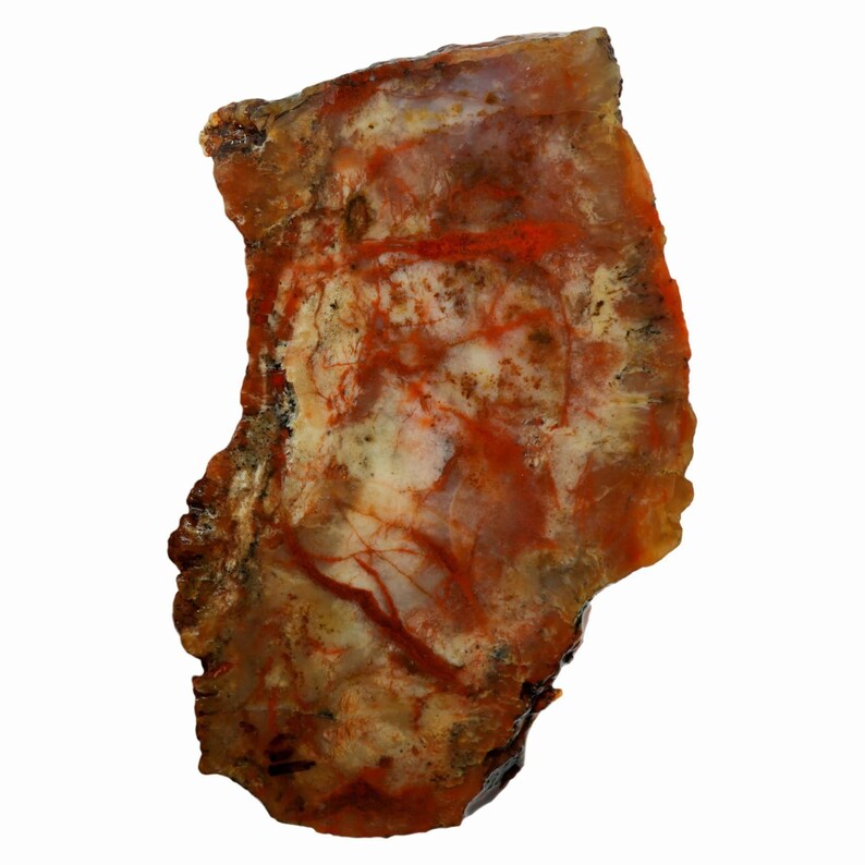 Coprolite Slab - Creamy Pattern With Blood Red Streaks - Etsy