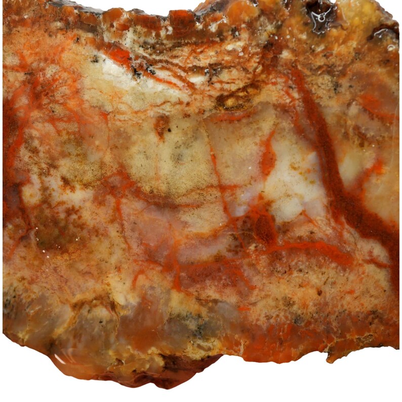 Coprolite Slab - Creamy Pattern With Blood Red Streaks - Etsy