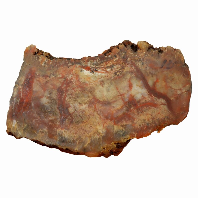 Coprolite Slab - Creamy Pattern With Blood Red Streaks - Etsy