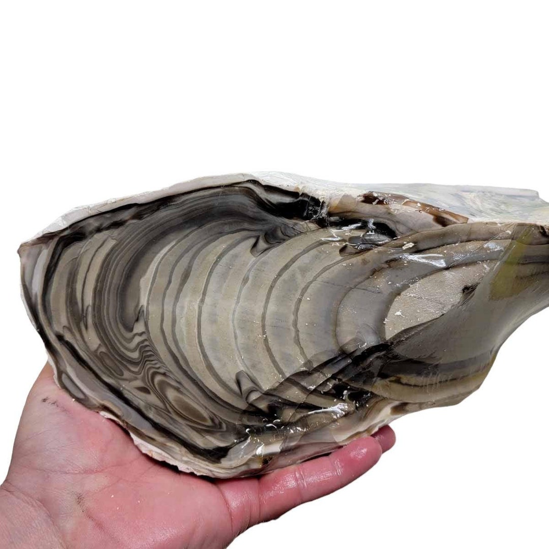 RARE Polish Flint Orbicular Rough Chunk - Etsy