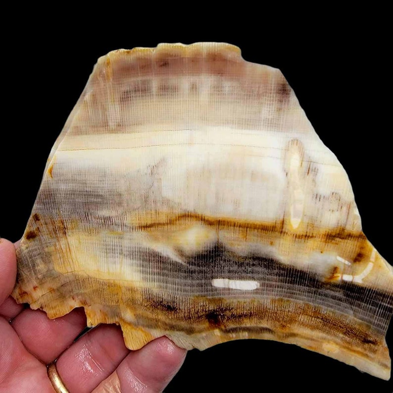 RARE Wood Larvae Badger Pocket Sycamore Petrified Wood - Etsy
