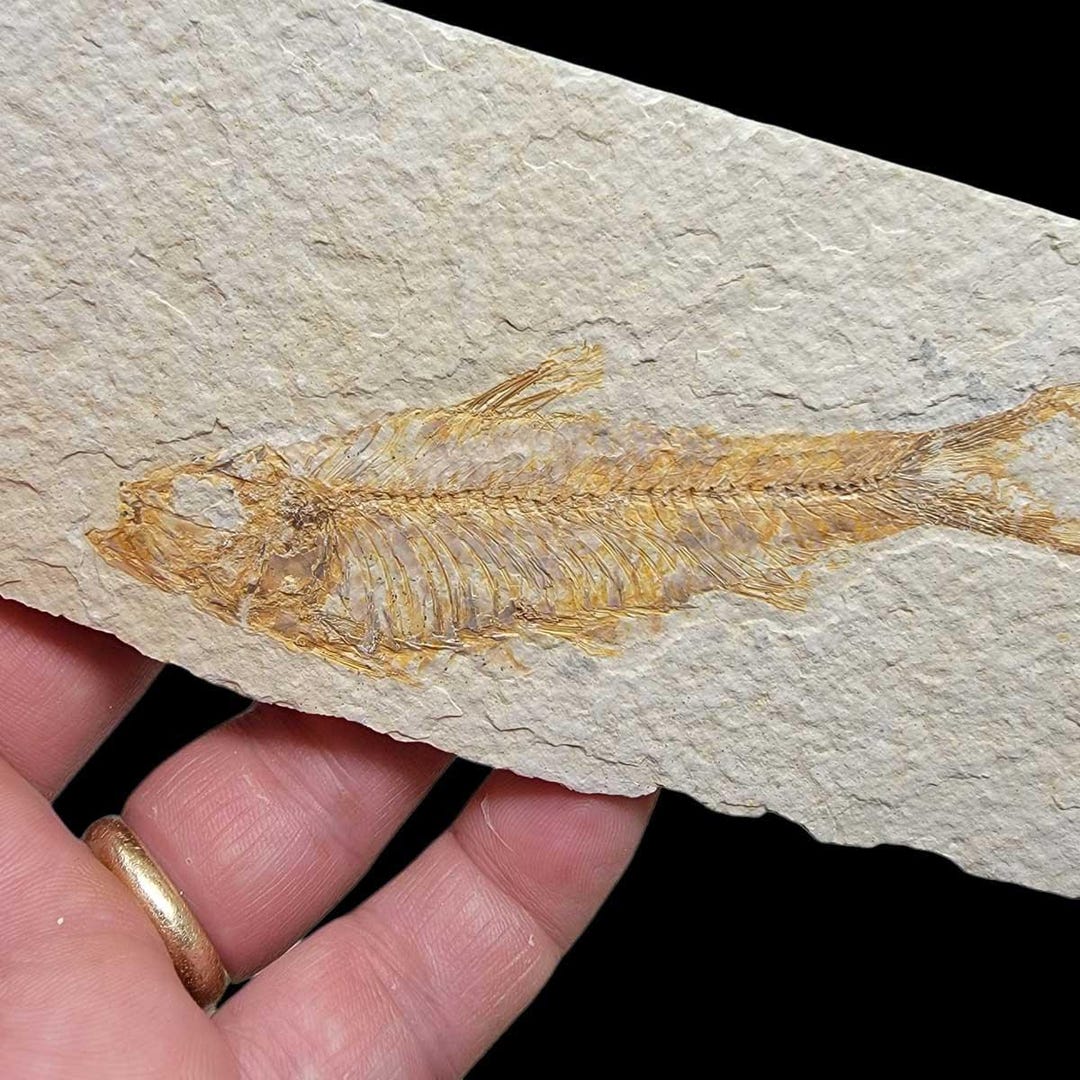 Fossil Knightia Fish Plate Fossil Specimen! 90% Whole and Completely ...