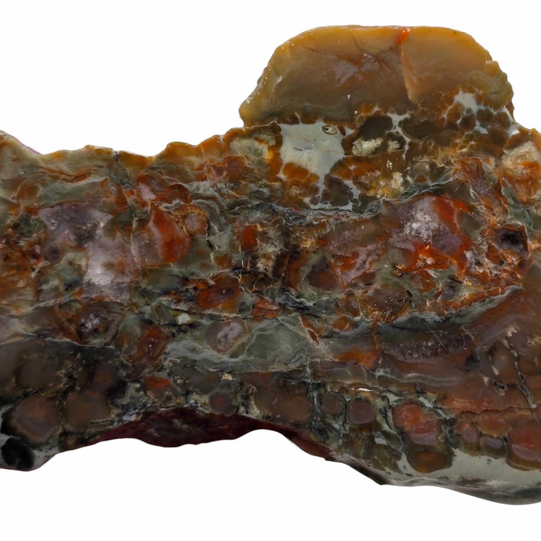 Coprolite Fossil Dinosaur Poo Slab Lapidary Stone Slice Cut Rock - Etsy