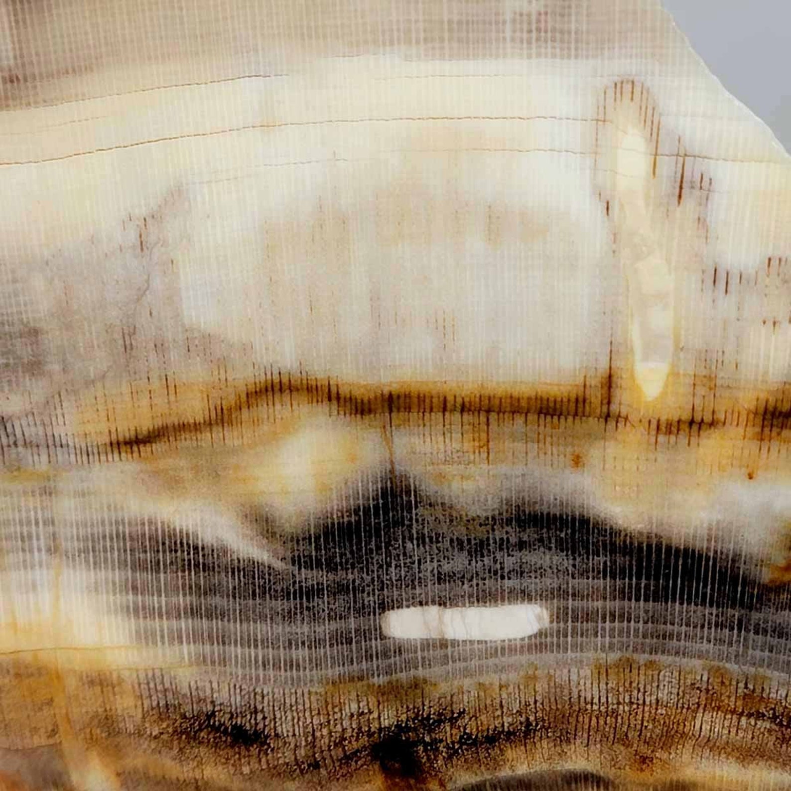 RARE Wood Larvae Badger Pocket Sycamore Petrified Wood - Etsy
