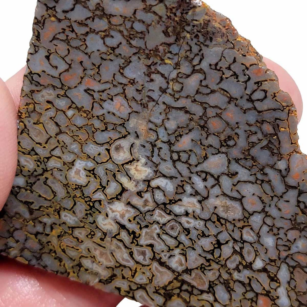Gem Dinosaur Bone Fossil Dino Bone Lapidary Stone Slab - Etsy