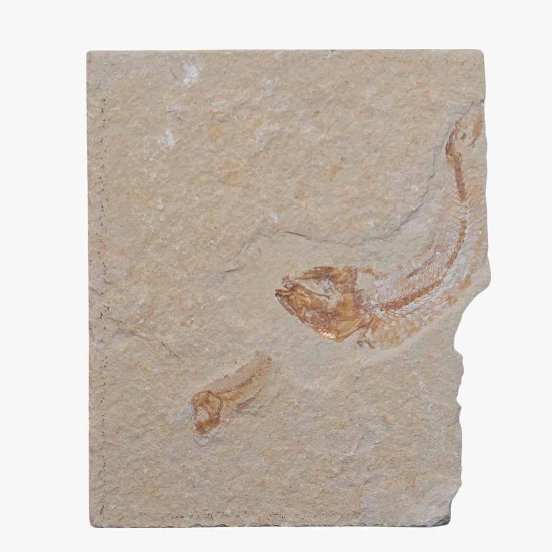 Lebanon Fish Plate Fossil Display Specimen Cretaceous Collectors - Etsy