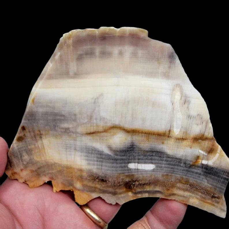 RARE Wood Larvae Badger Pocket Sycamore Petrified Wood - Etsy