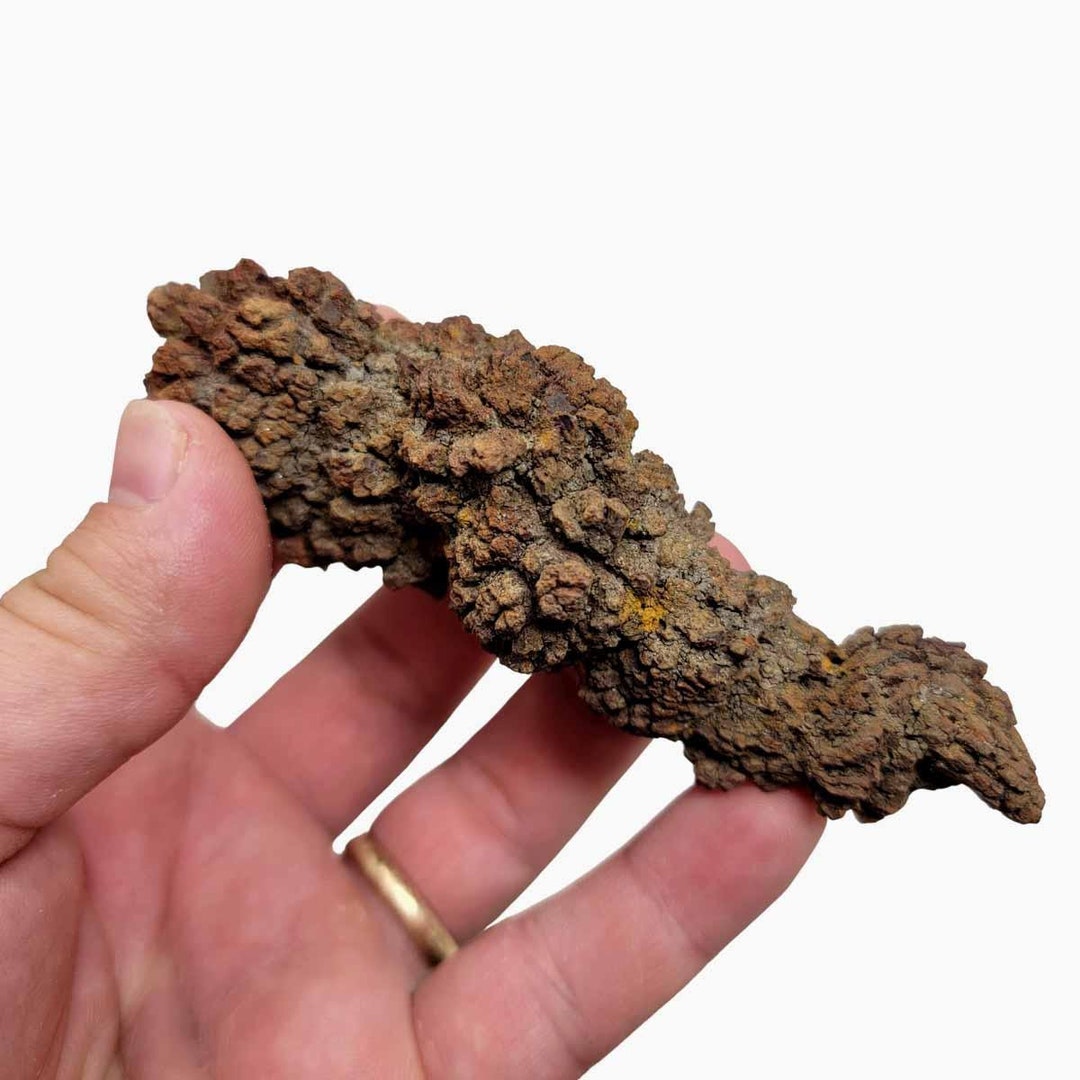 Spécimen fossile de caca de tortue coprolithe de Madagascar - Etsy France