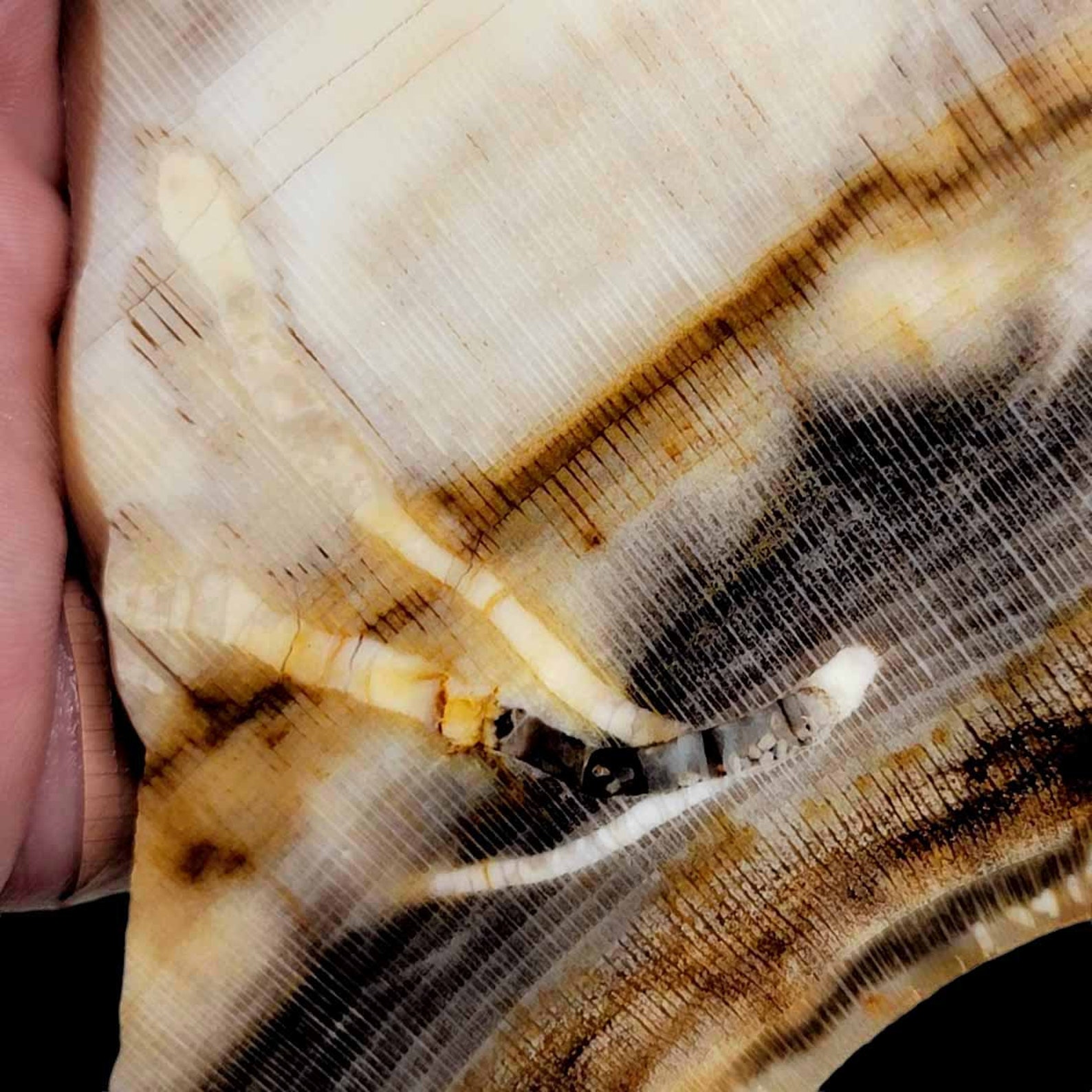 RARE Wood Larvae Badger Pocket Sycamore Petrified Wood - Etsy
