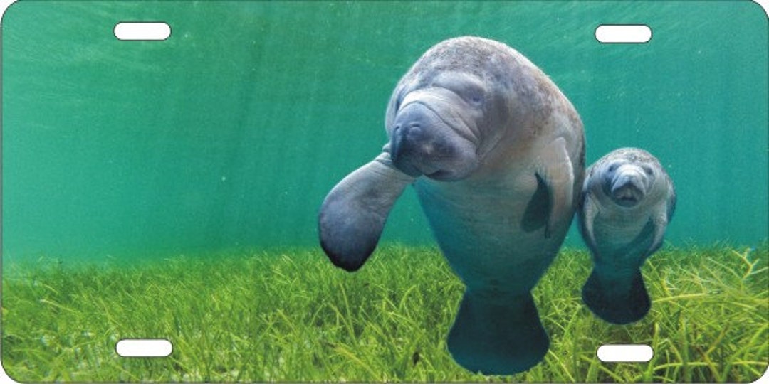 Manatee Personalized Novelty License Plate Custom Vanity Decorative Car ...